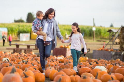 Our Guide to Enjoying Fall Festivals in Chicago - Aries Charter ...